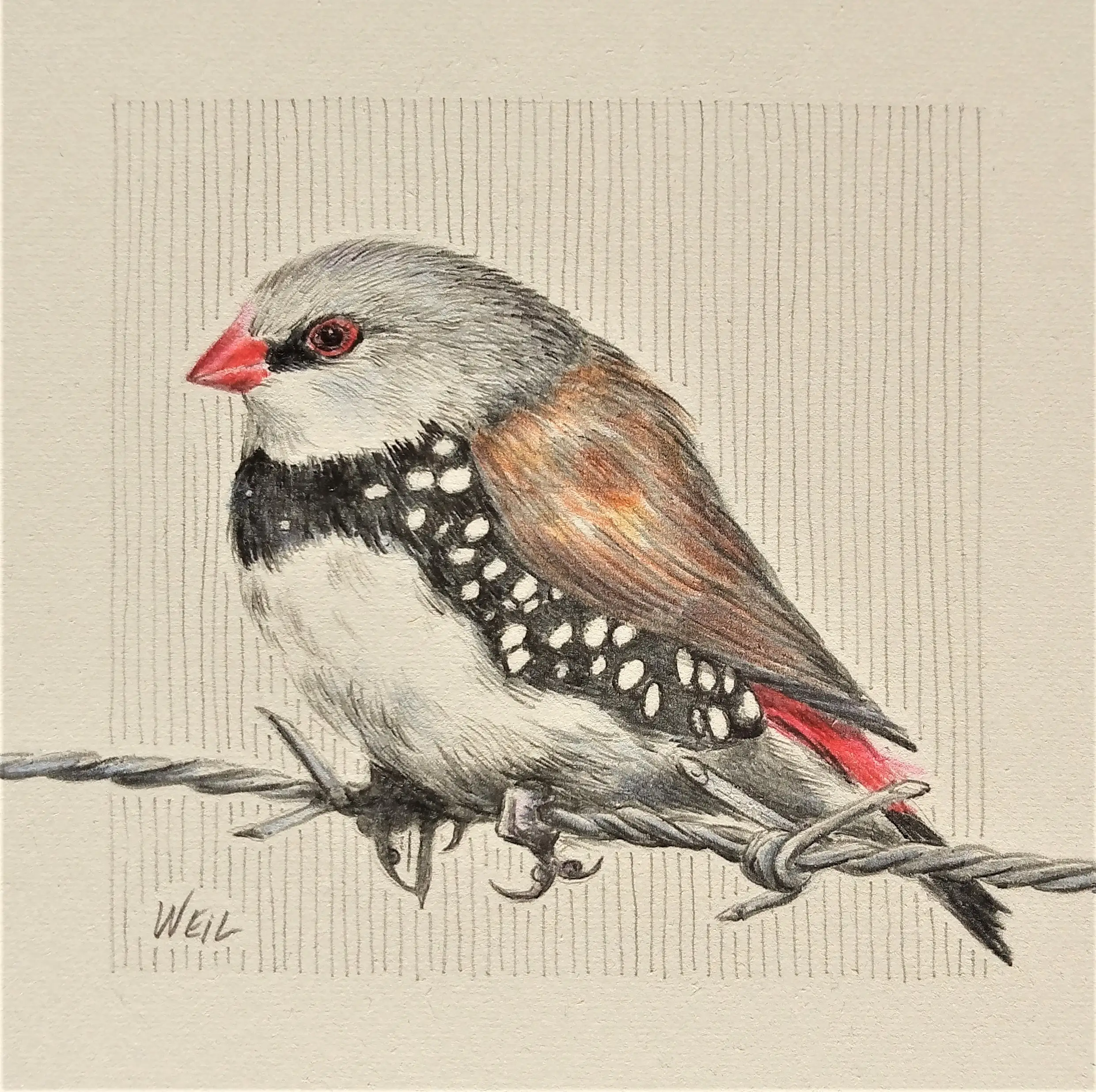 Diamond Firetail