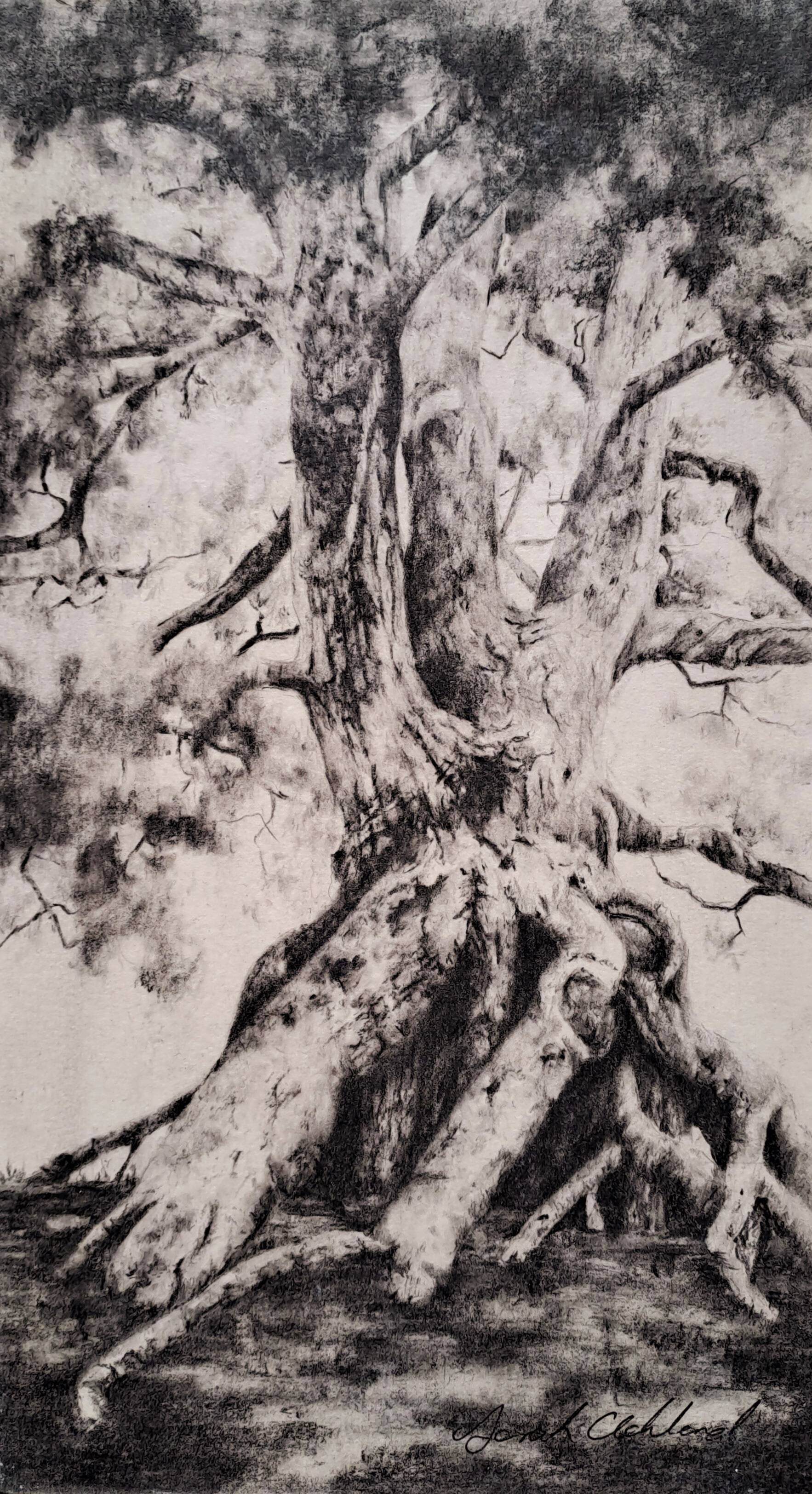 Tree Root Study