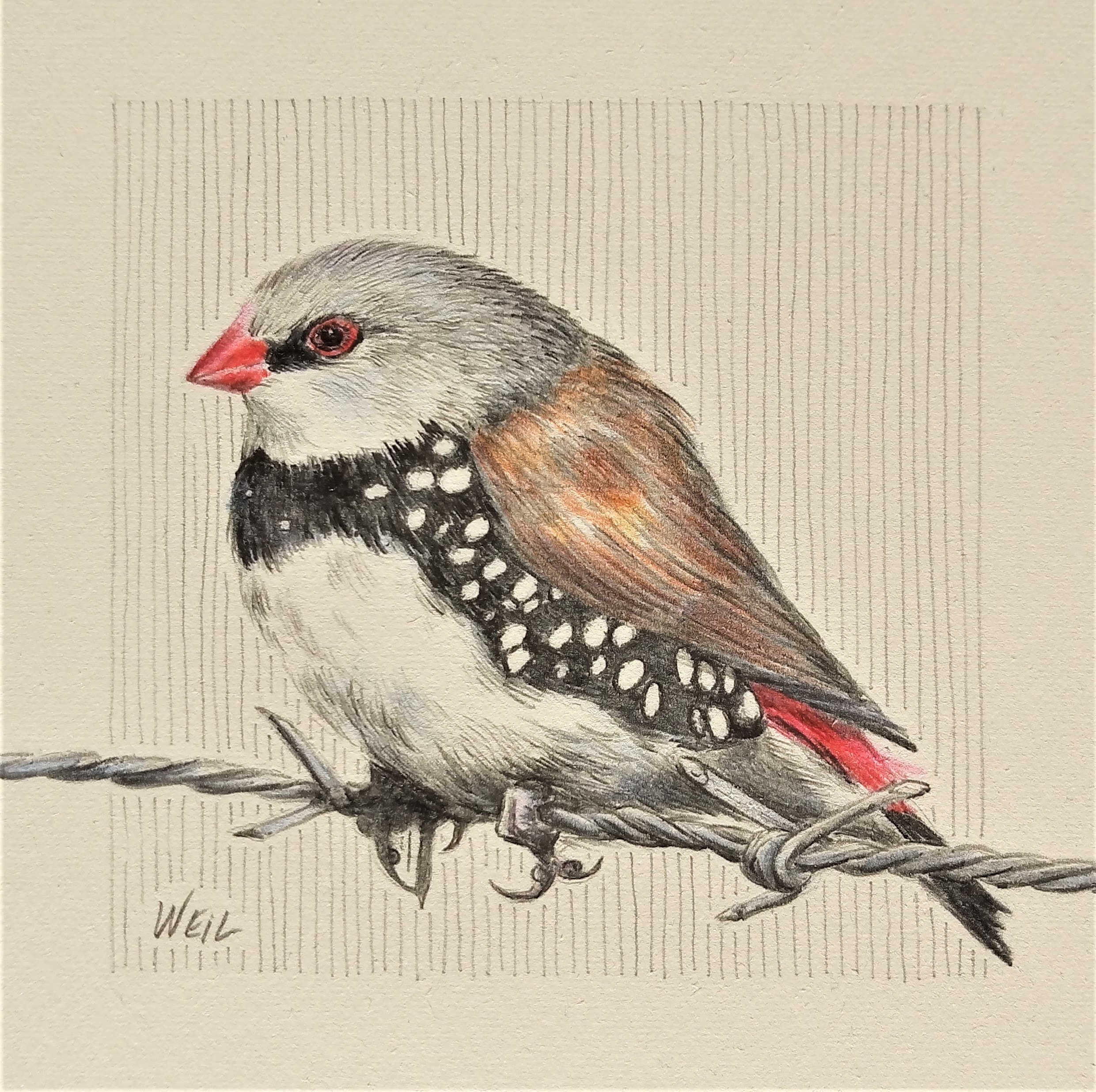 Diamond Firetail