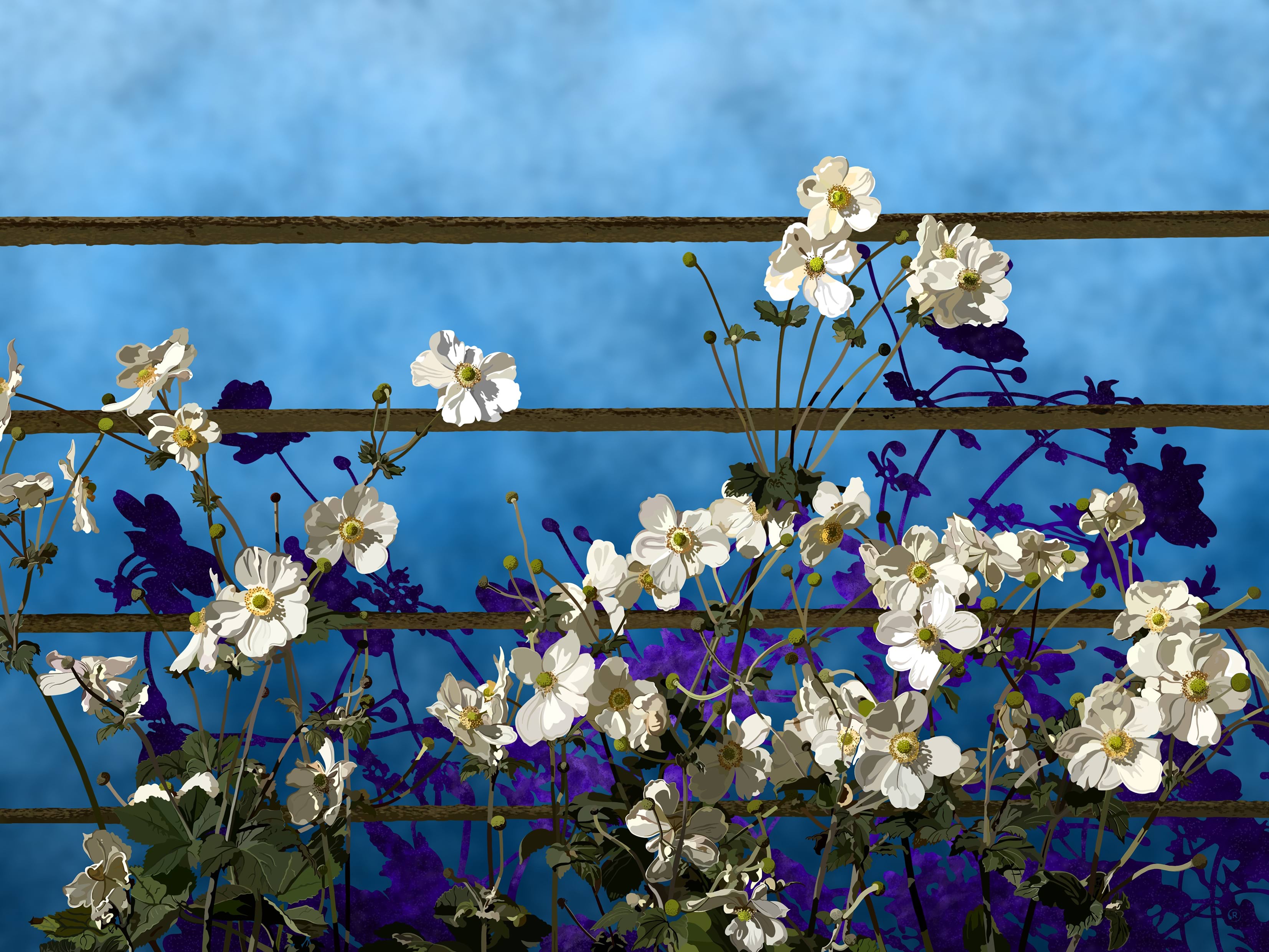 Japanese Windflowers A2