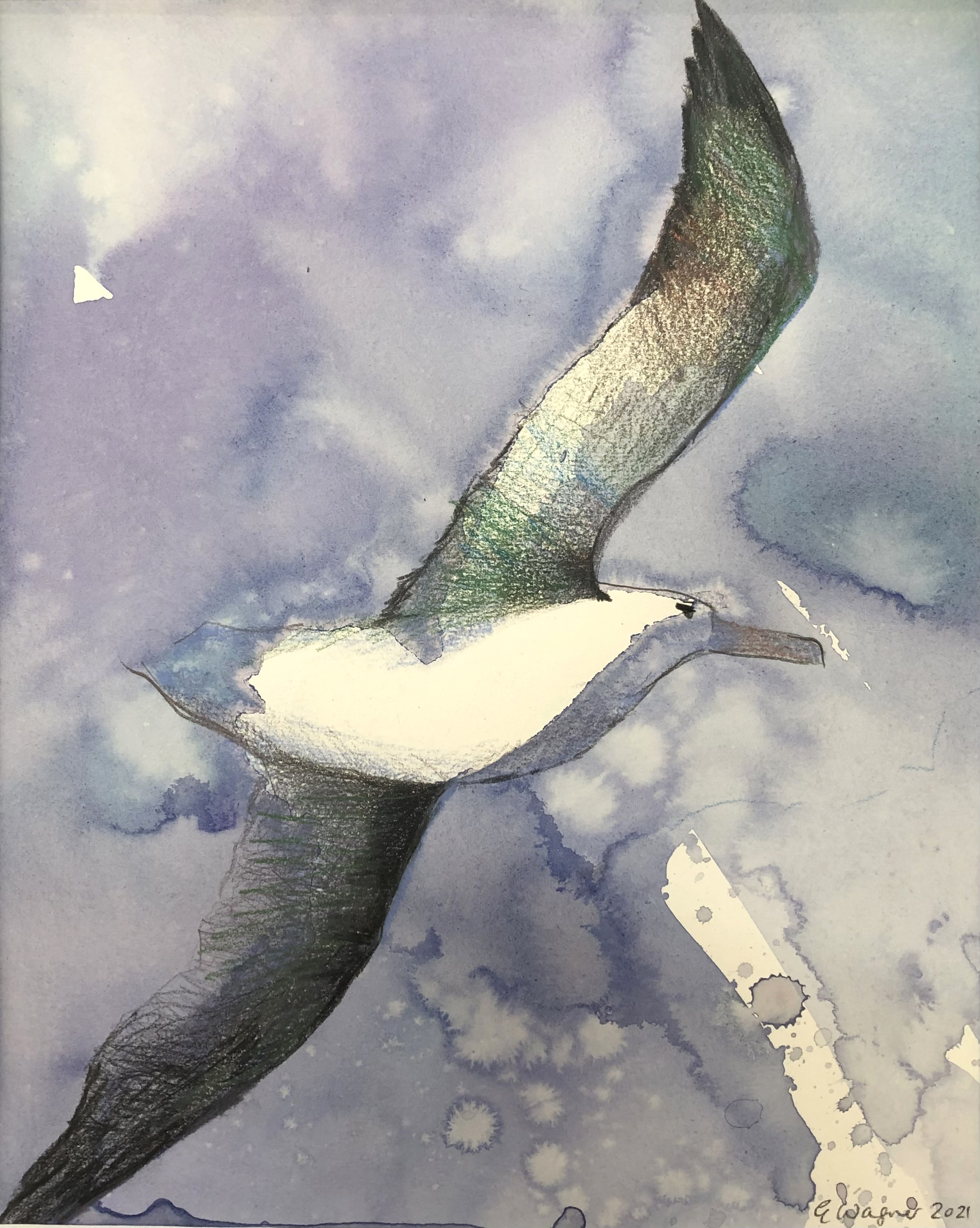 Albatross Study 3