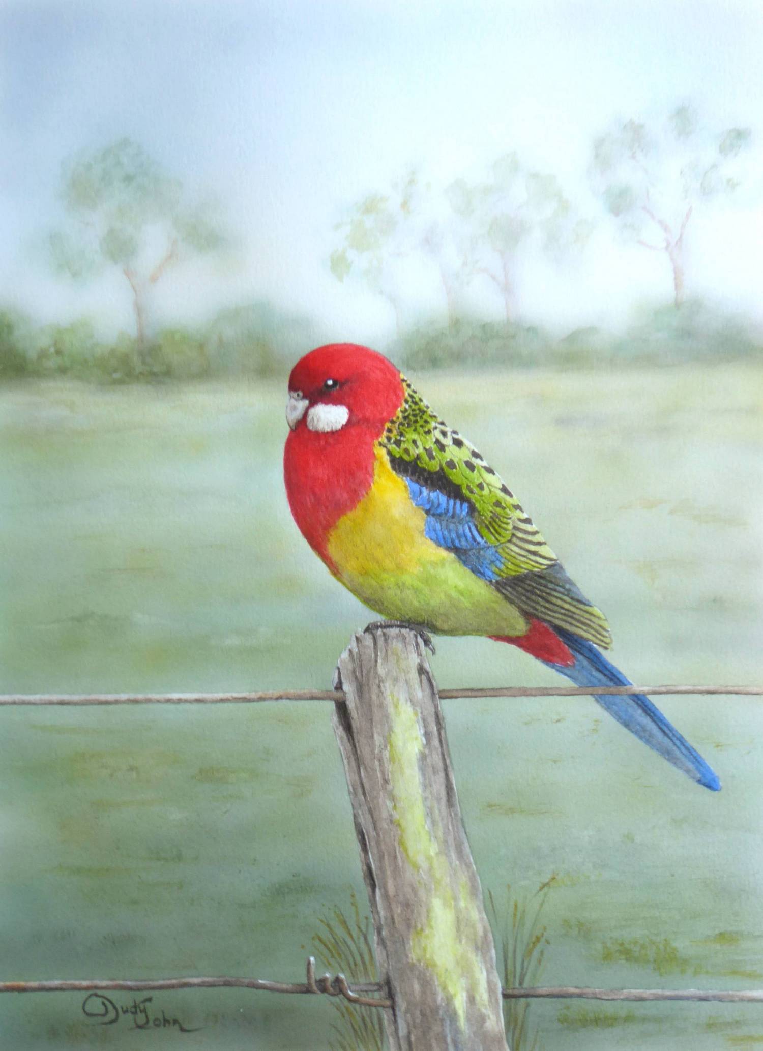 Eastern Rosella