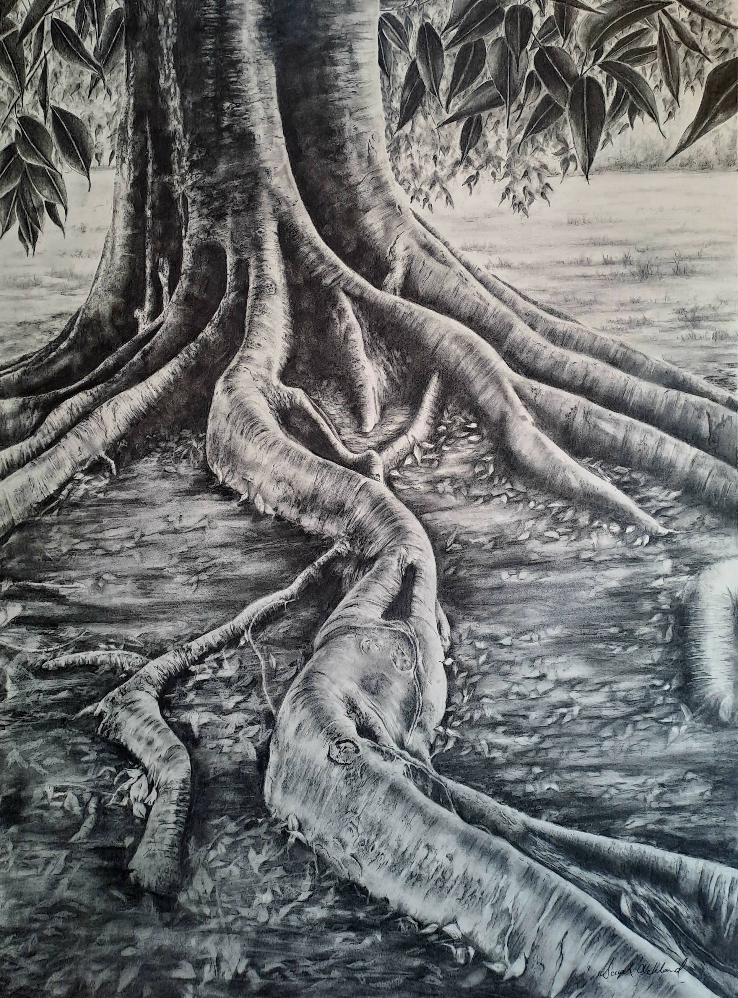 Moreton Bay Fig 2
