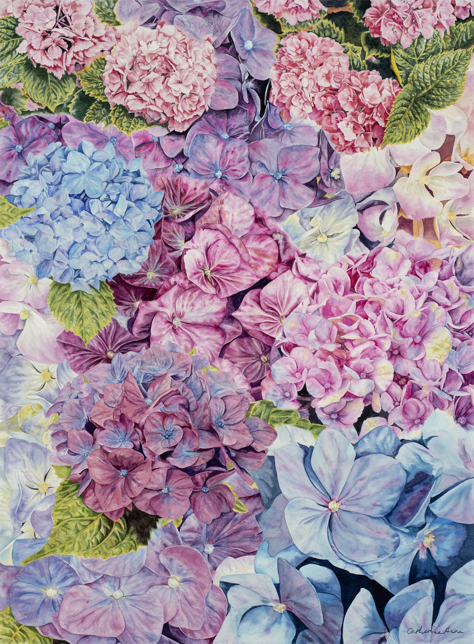 Hydrangea