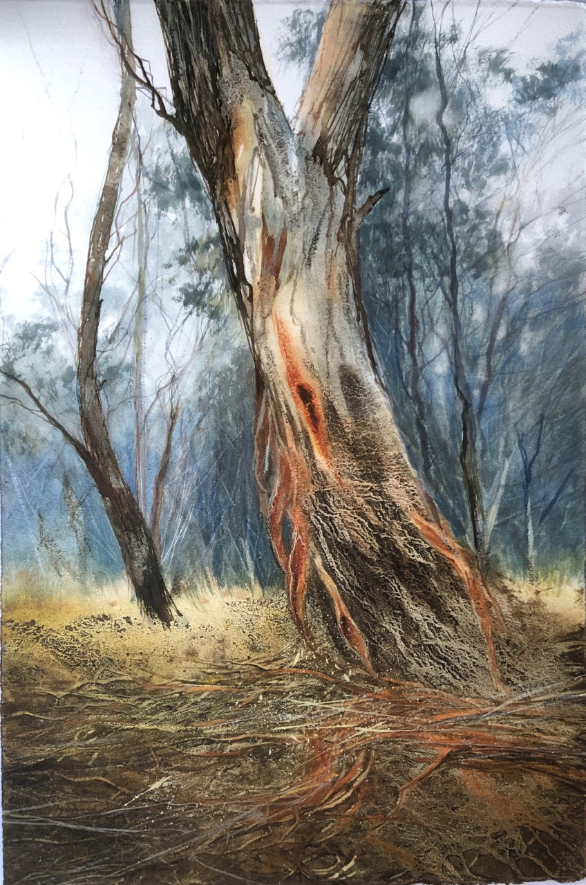 Gum Tree Textures