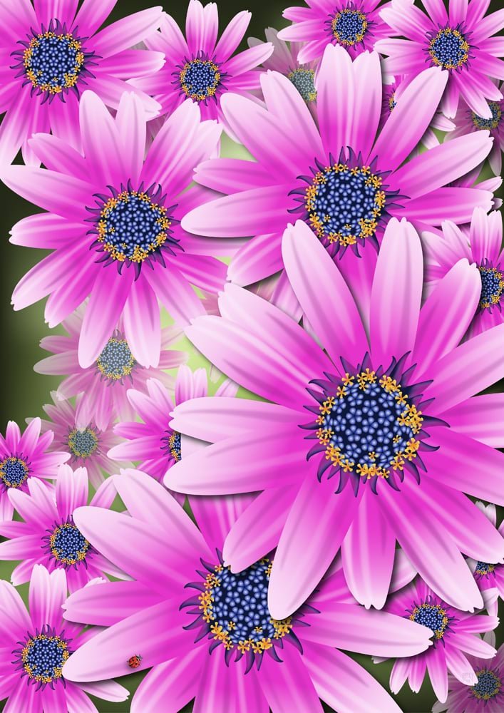 Purple Daisies