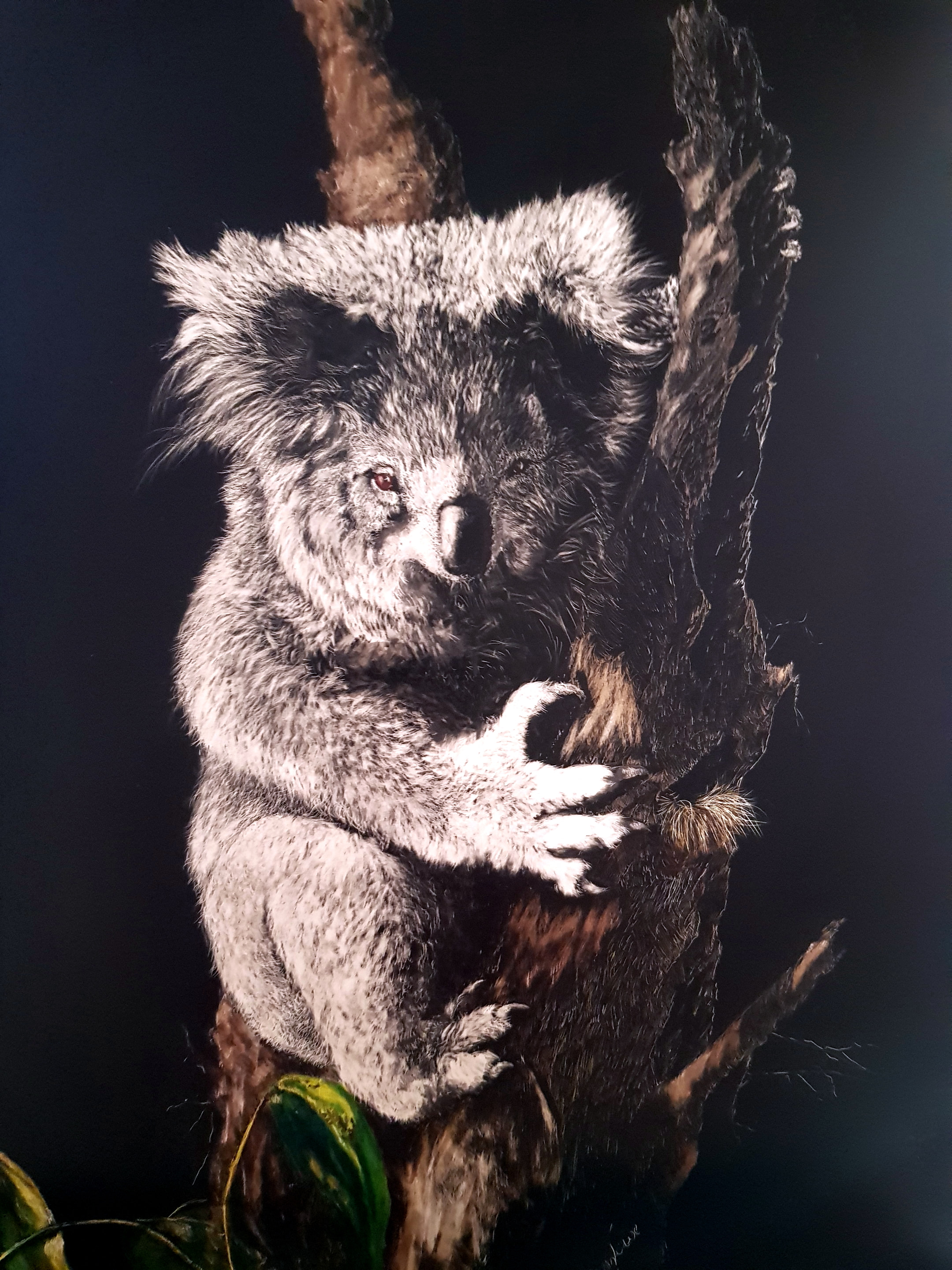 Living with Hope, Rescued Koala