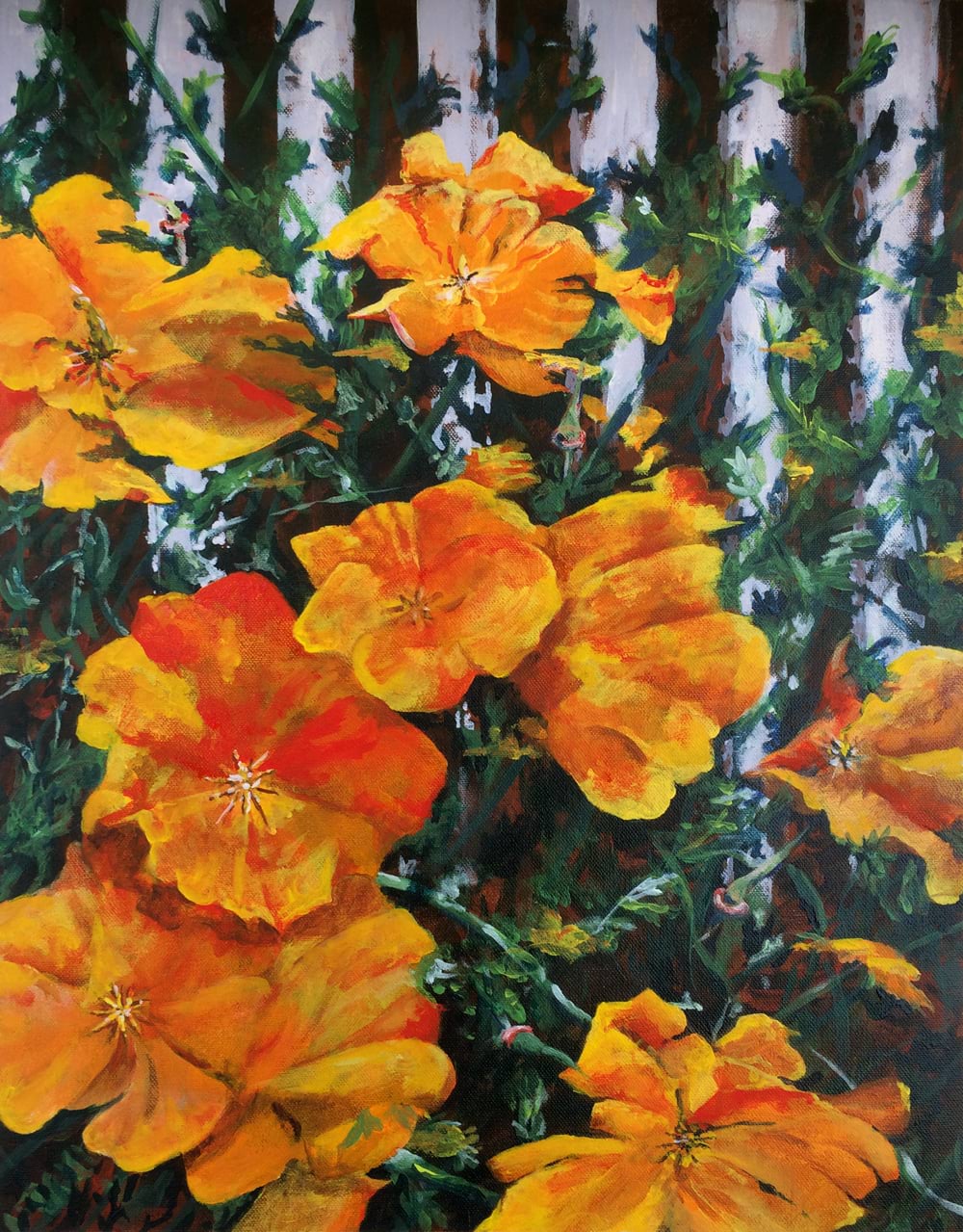 Californian Poppies